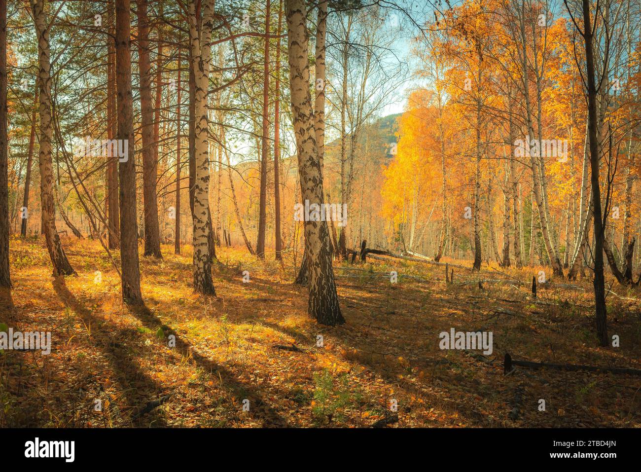 Autumn in the province of Selenge, Mongolia Stock Photo - Alamy
