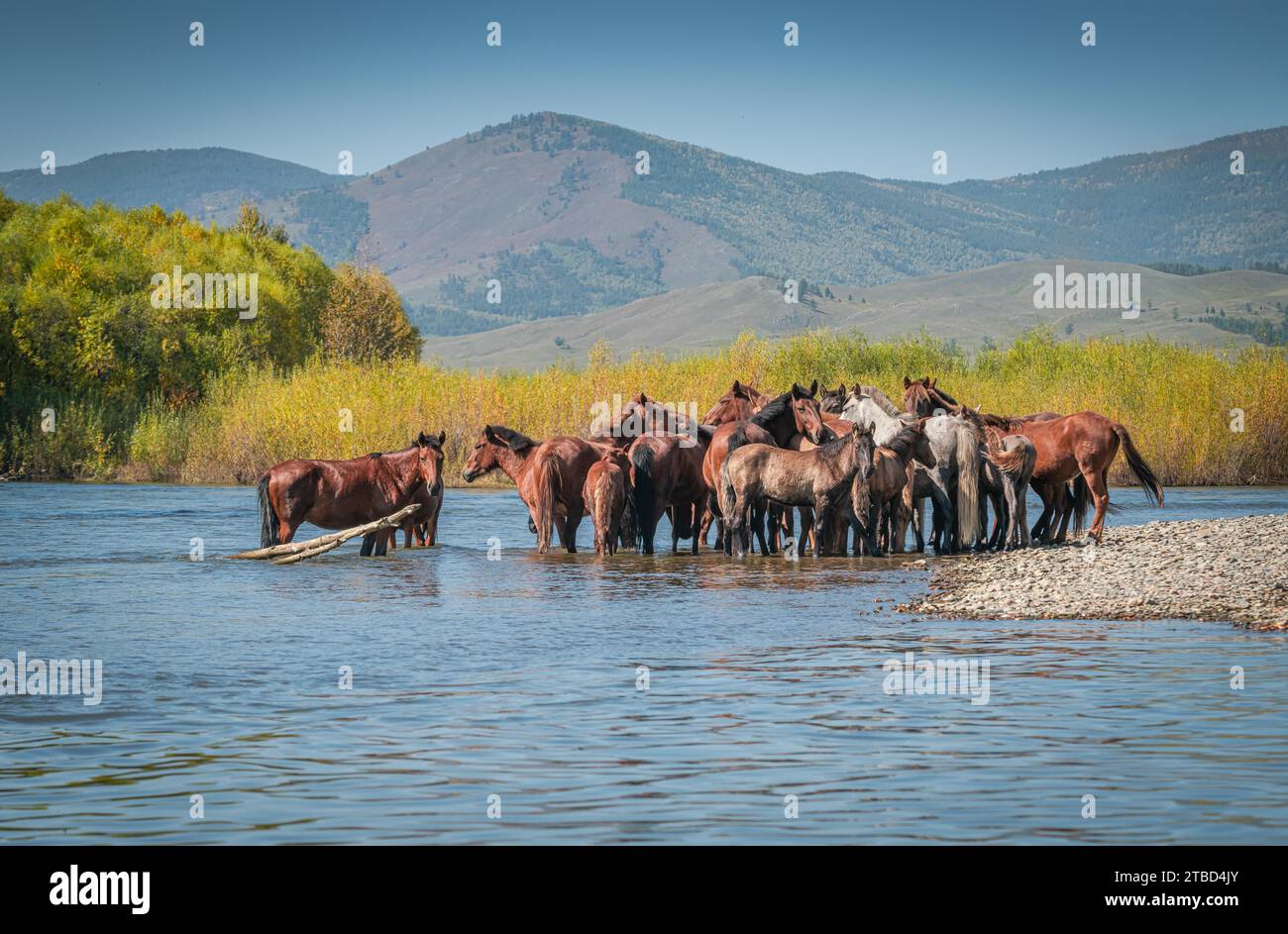 Selenge river hi-res stock photography and images - Alamy