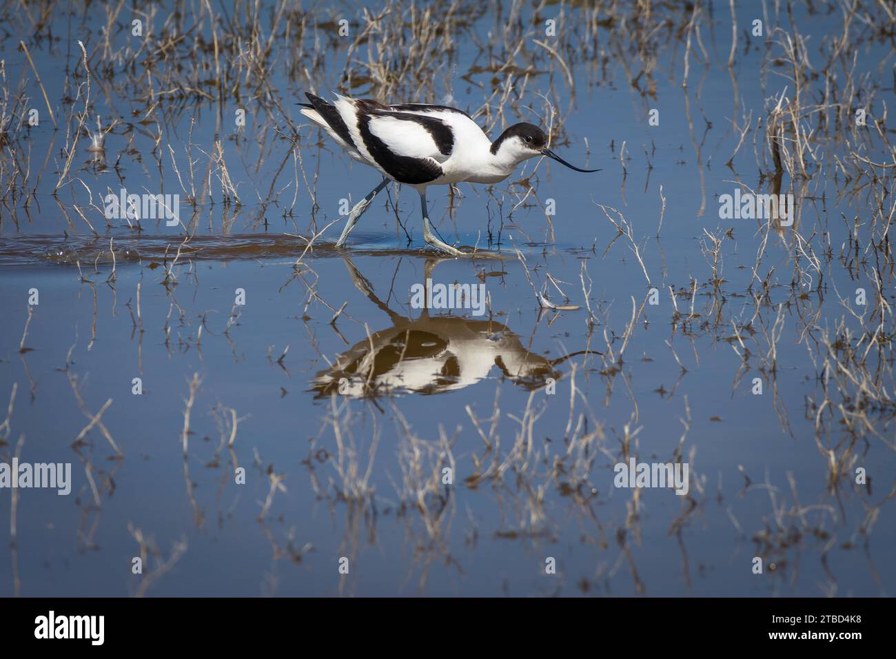 Black-headed Avocet (Recurvirostra avosetta) Bird, Mongolia Stock Photo ...