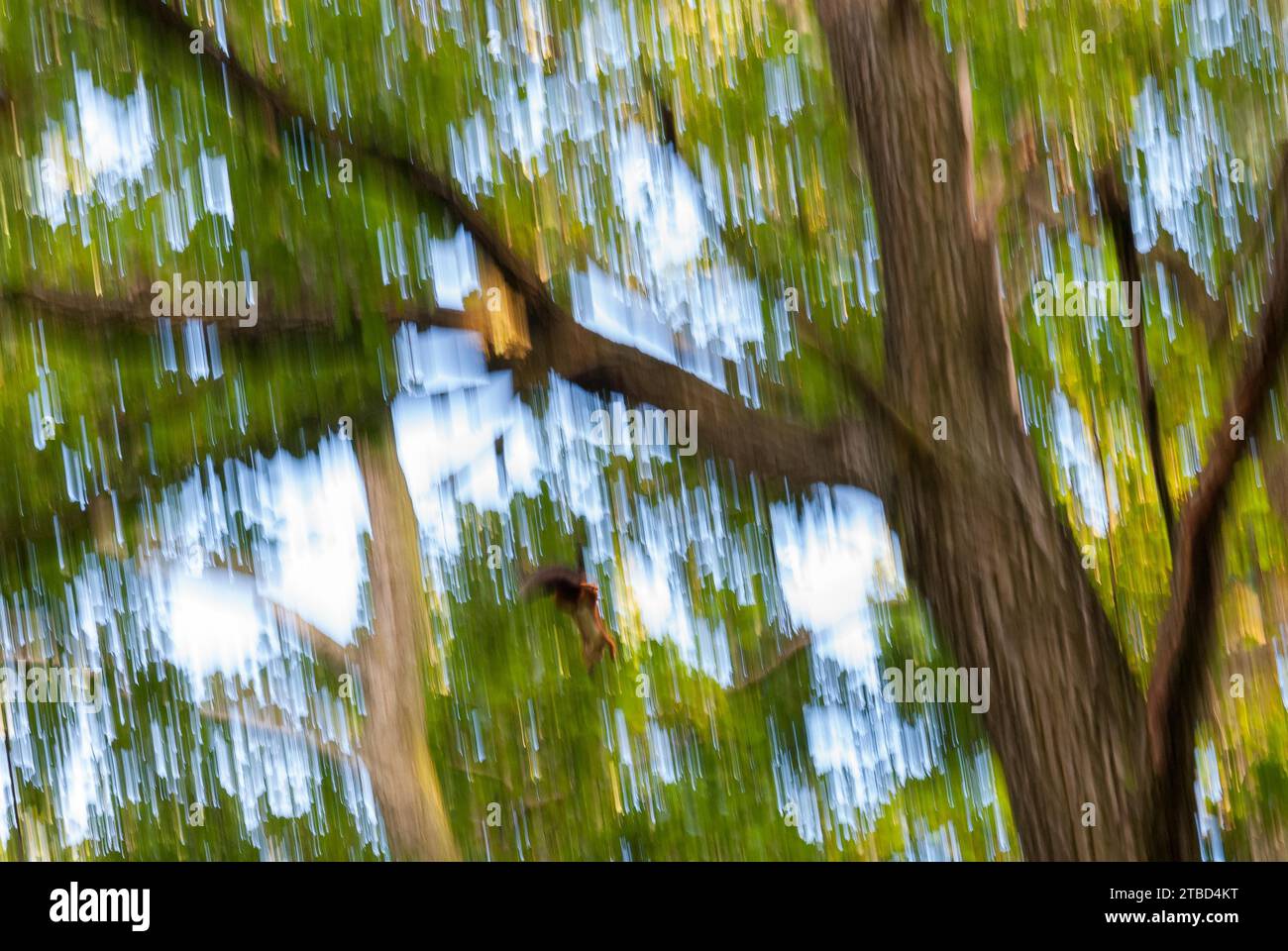 Eurasian red squirrels (Sciurus vulgaris) jumping between English oaks ...
