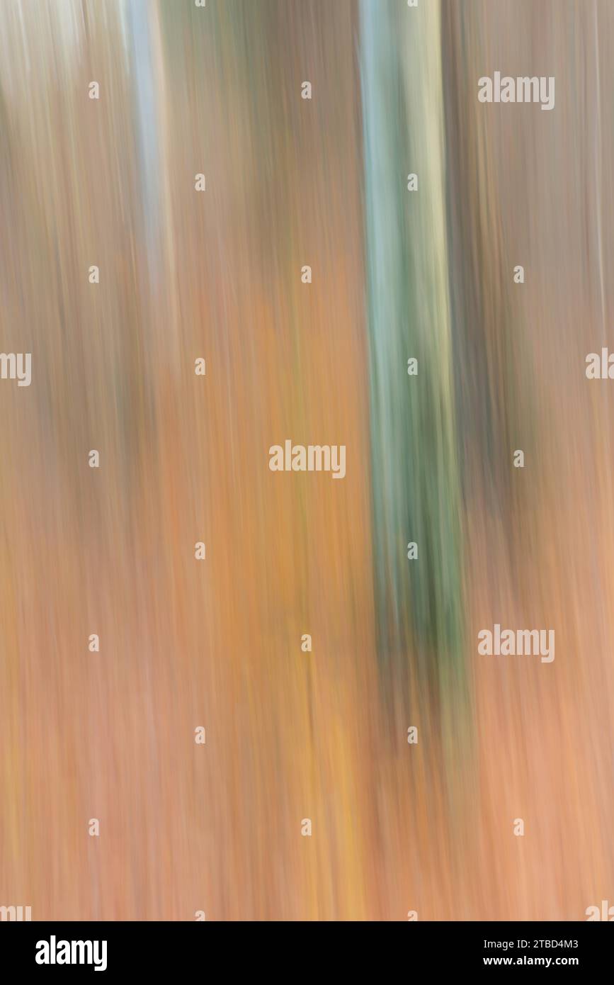 Copper birch tree hi-res stock photography and images - Alamy