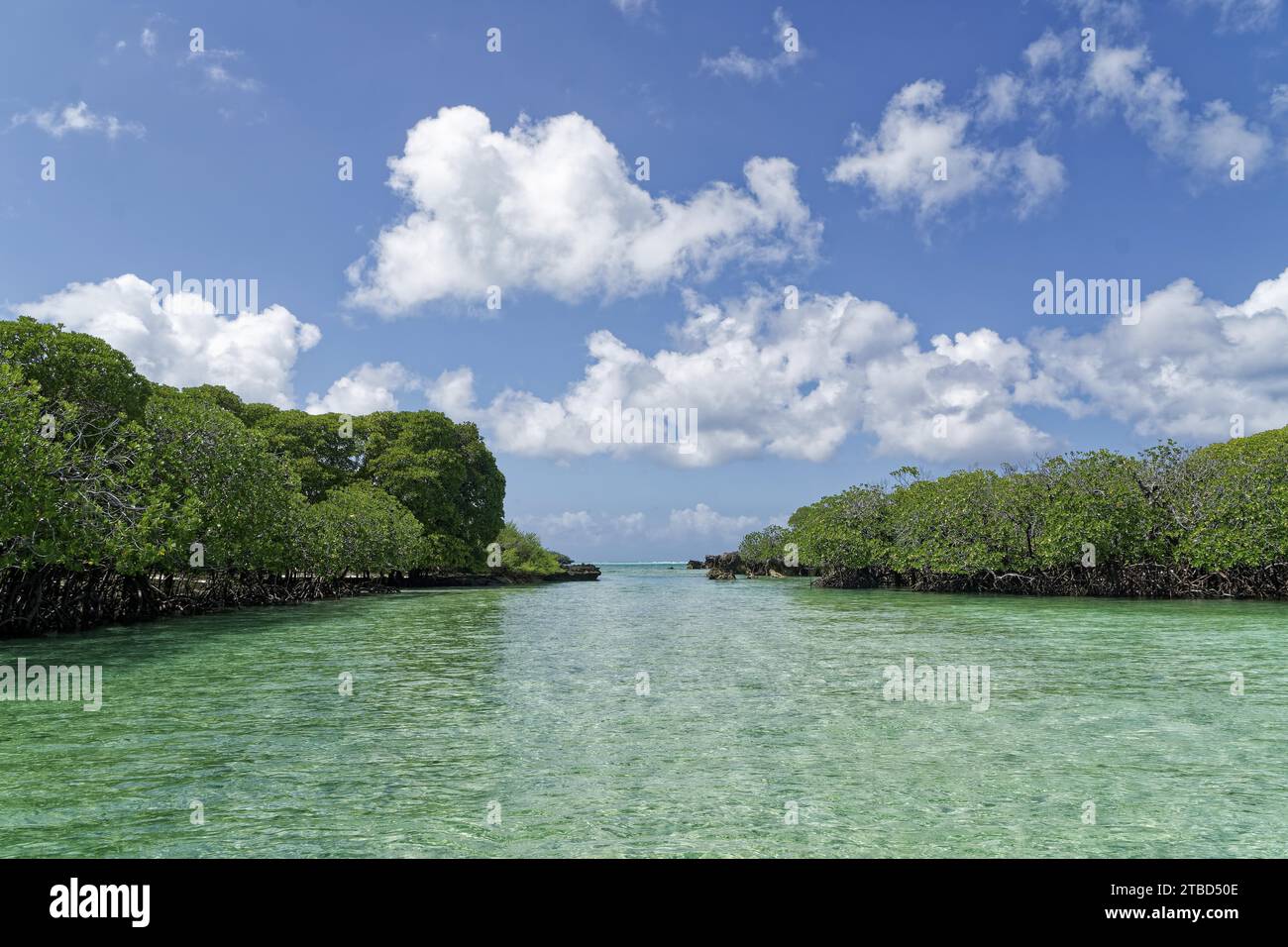 Mangroves, turquoise blue water, blue sky with white clouds, UNESCO ...