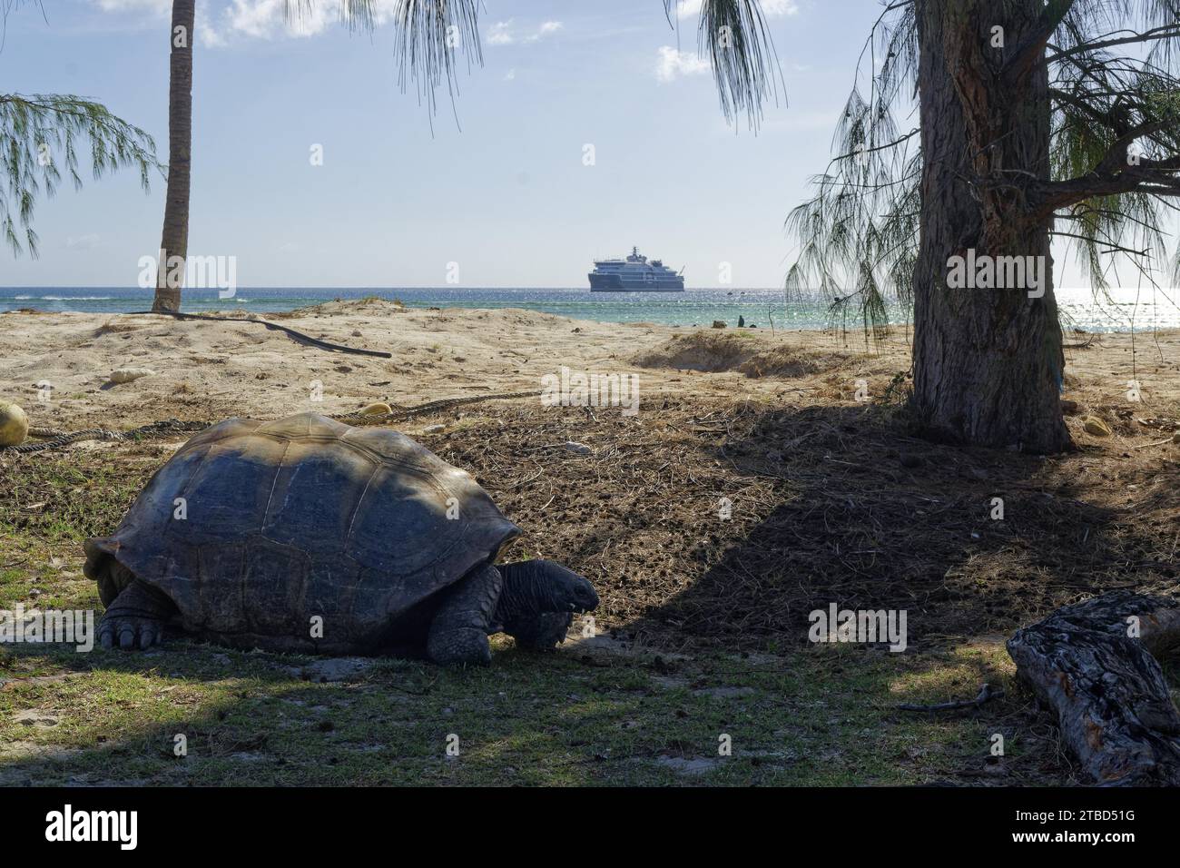 Aldabra giant tortoise (Aldabrachelys gigantea), in the background ...