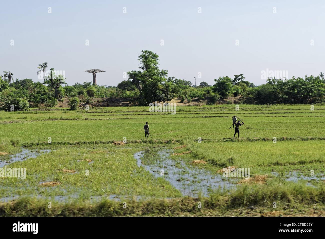 Workers at the rice field, in the background African Baobab (adansonia ...