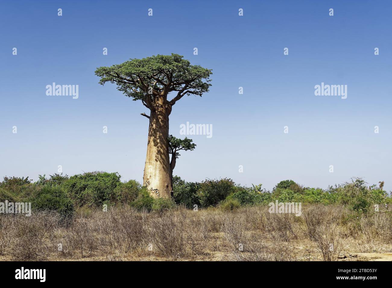 African baobab (adansonia digitata), Madagascar Stock Photo - Alamy