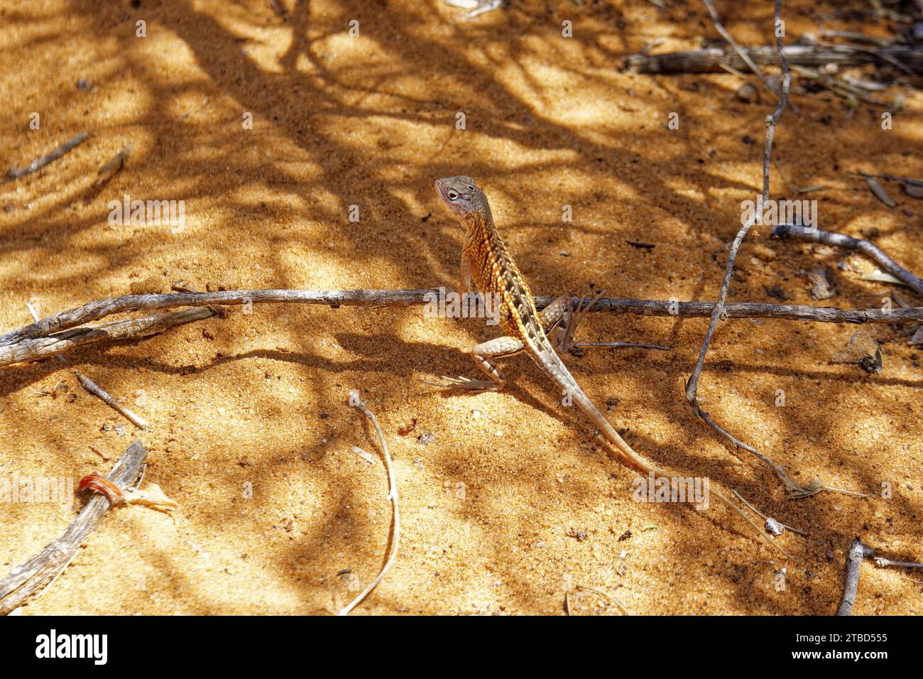 Three-eyed lizard (chalaradon madagascariensis), red sand, Spiny Forest ...