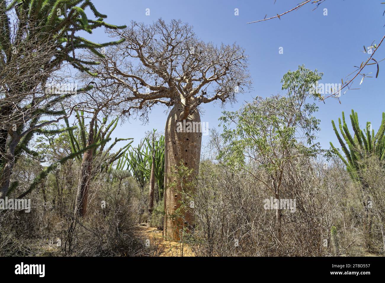 Prickly forest hi-res stock photography and images - Alamy