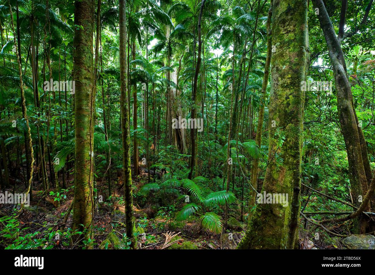 Australian jungle, rainforest, jungle, flora, vegetation, nature ...