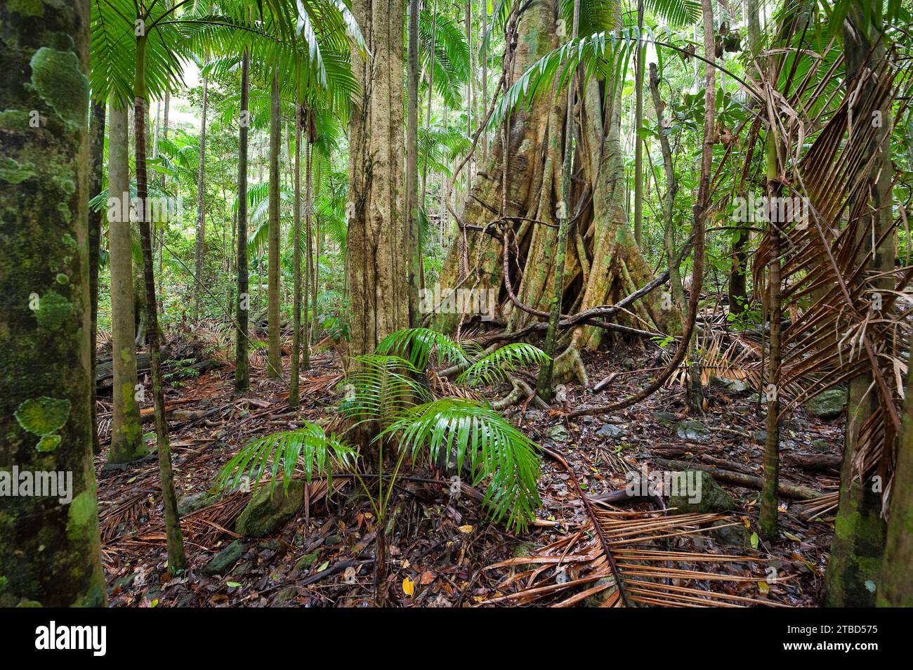 Australian jungle, rainforest, jungle, flora, vegetation, nature ...