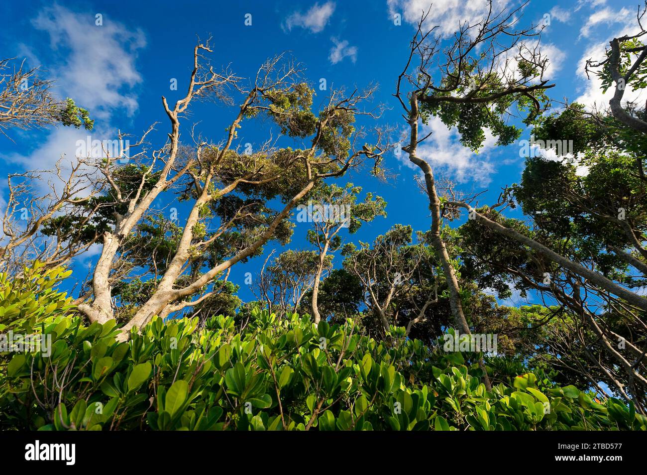 Trees, flora, on the coast of Byron Bay, Queensland, Australia Stock Photo - Alamy