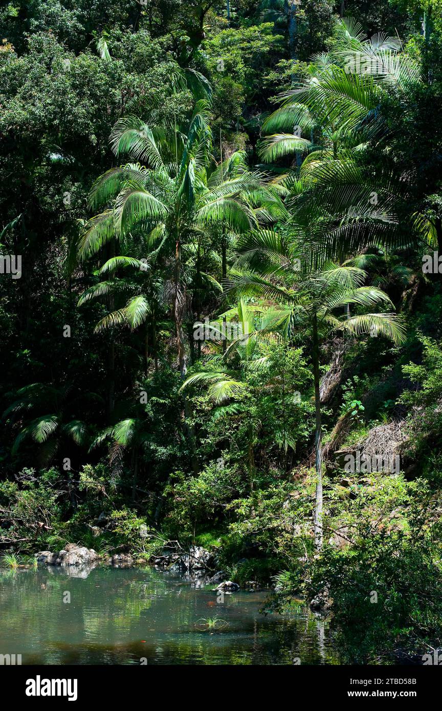 Palm trees in the Australian jungle, nature, jungle, rainforest ...