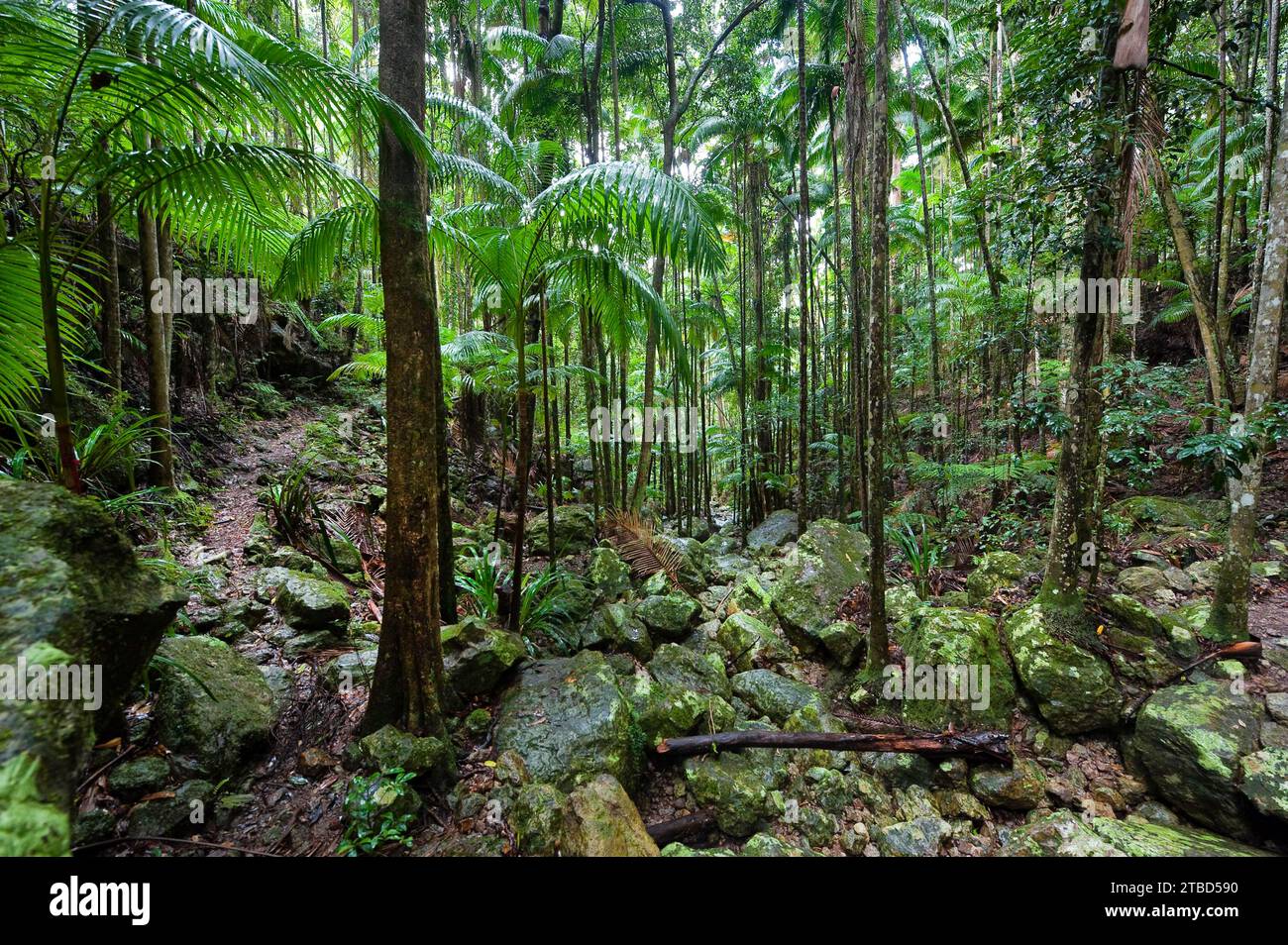 Australian jungle, rainforest, jungle, flora, vegetation, nature ...