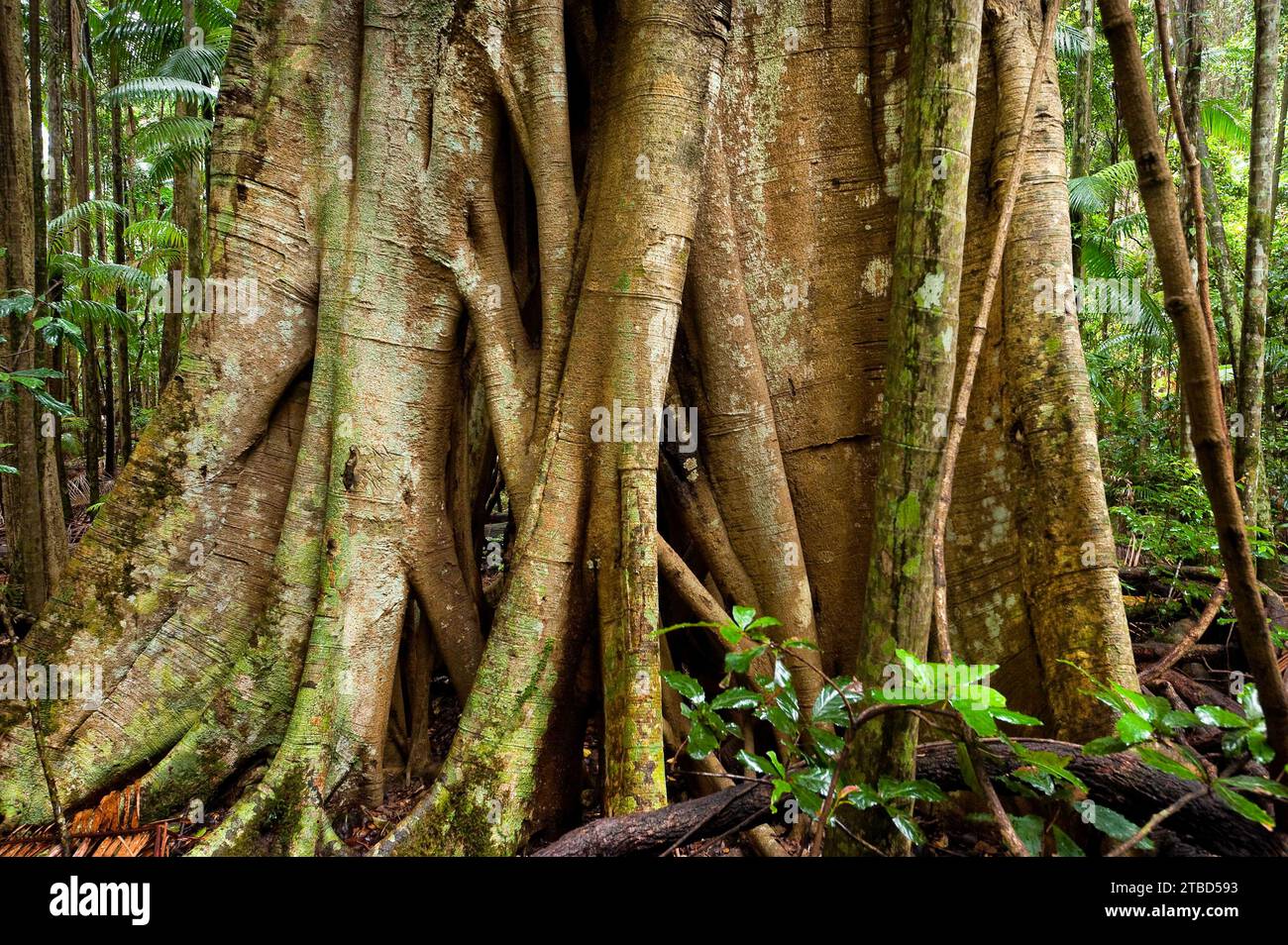Redwood tree with strangler figs in the Australian jungle, tree, flora ...