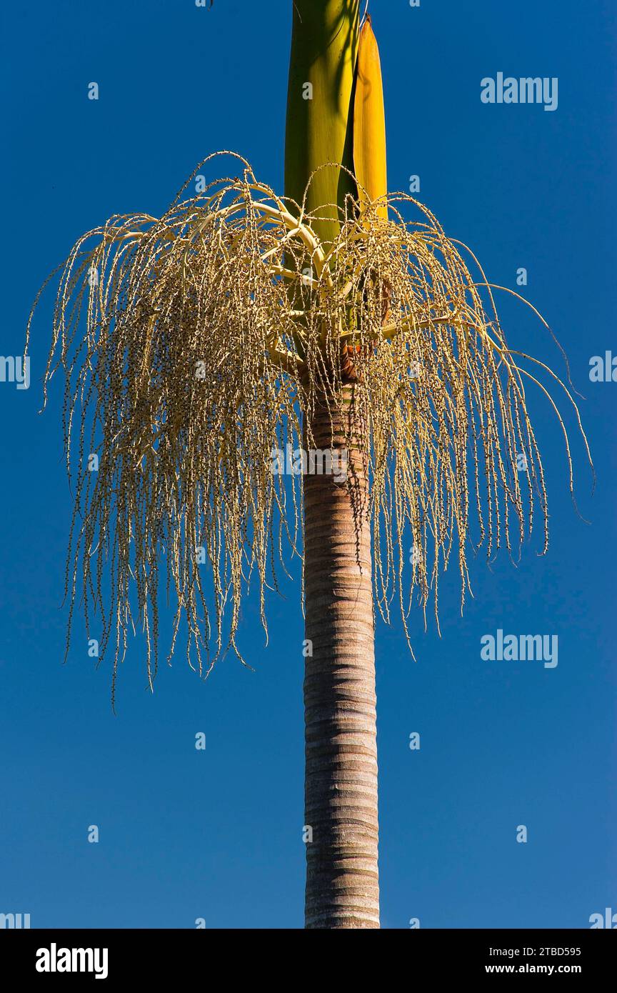 Complementary flora hi-res stock photography and images - Alamy