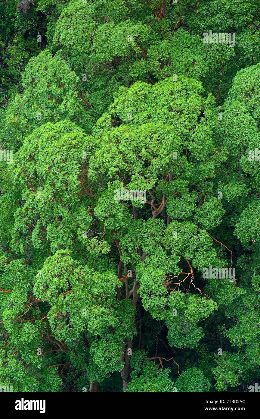 Eucalyptus trees (Eycalyptus), tree, tropics, plant, flora, jungle ...