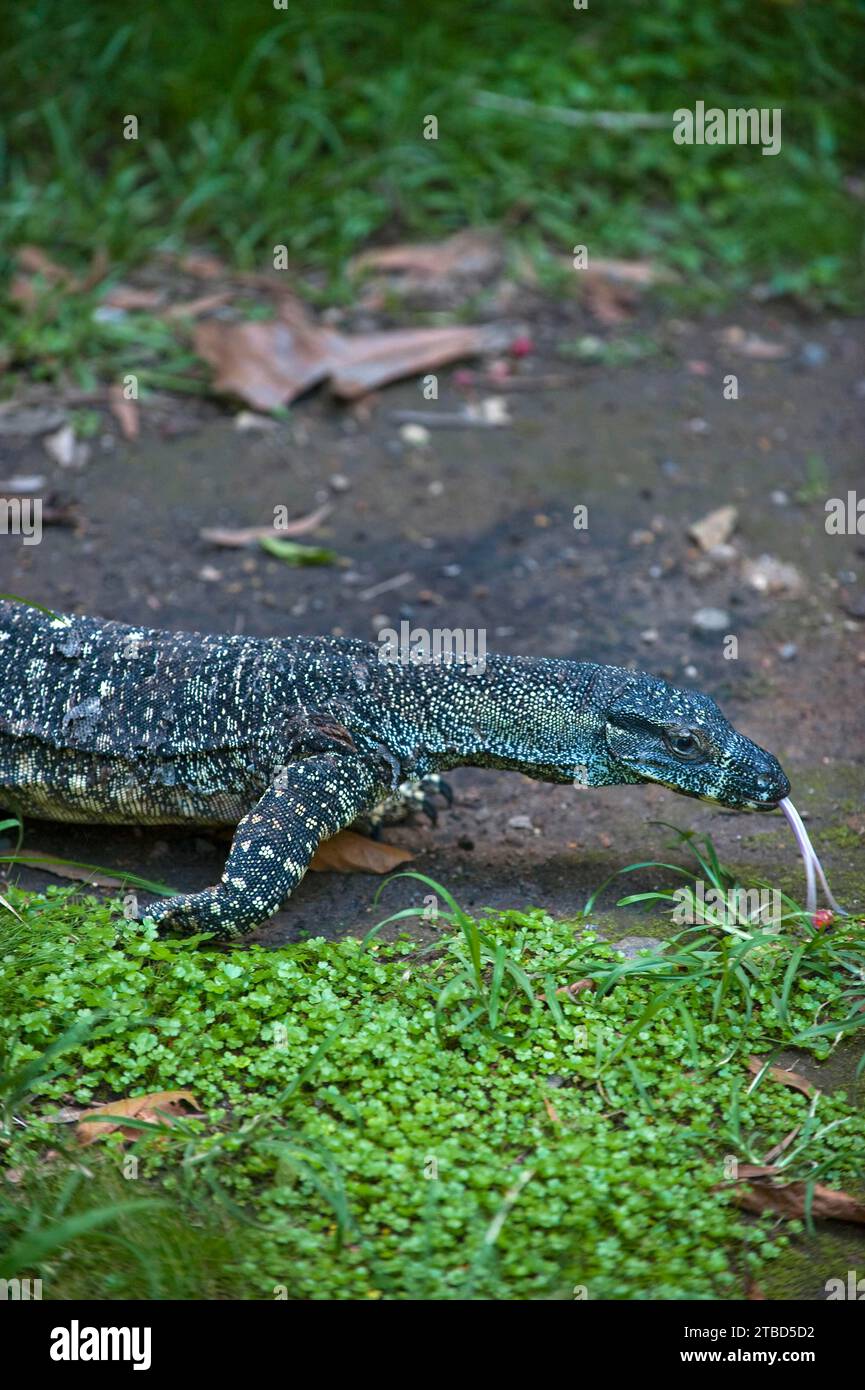 Lace monitor (Varanus varius), monitor lizard, animal, reptile ...