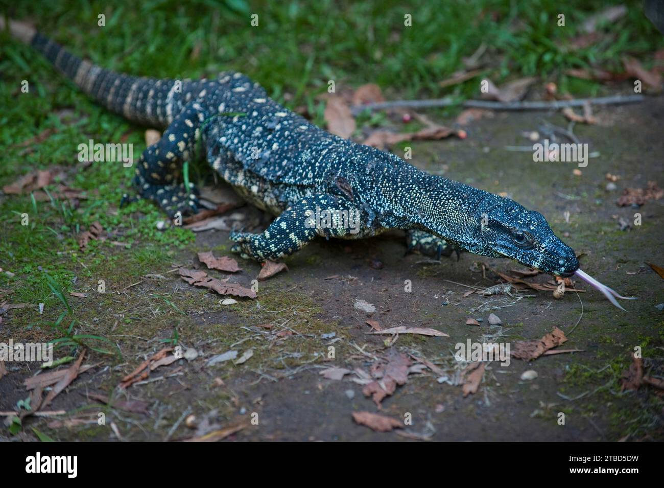 Lace monitor (Varanus varius), monitor lizard, animal, reptile ...