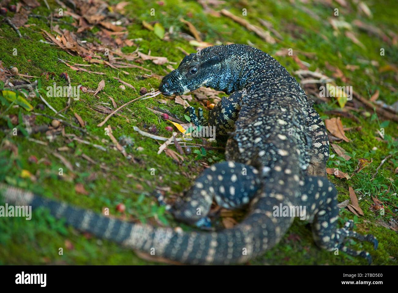 Predator australia hi-res stock photography and images - Alamy