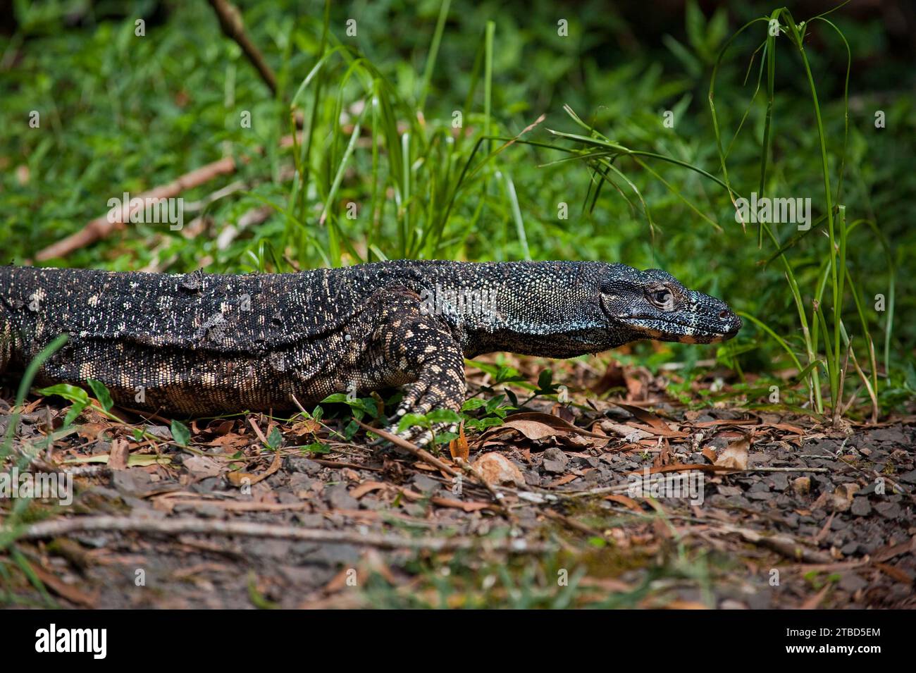 Lace monitor (Varanus varius), monitor lizard, animal, reptile ...
