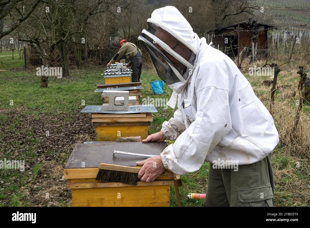 Beekeeper at work on the beehives with honey bees (Apis), Baden ...