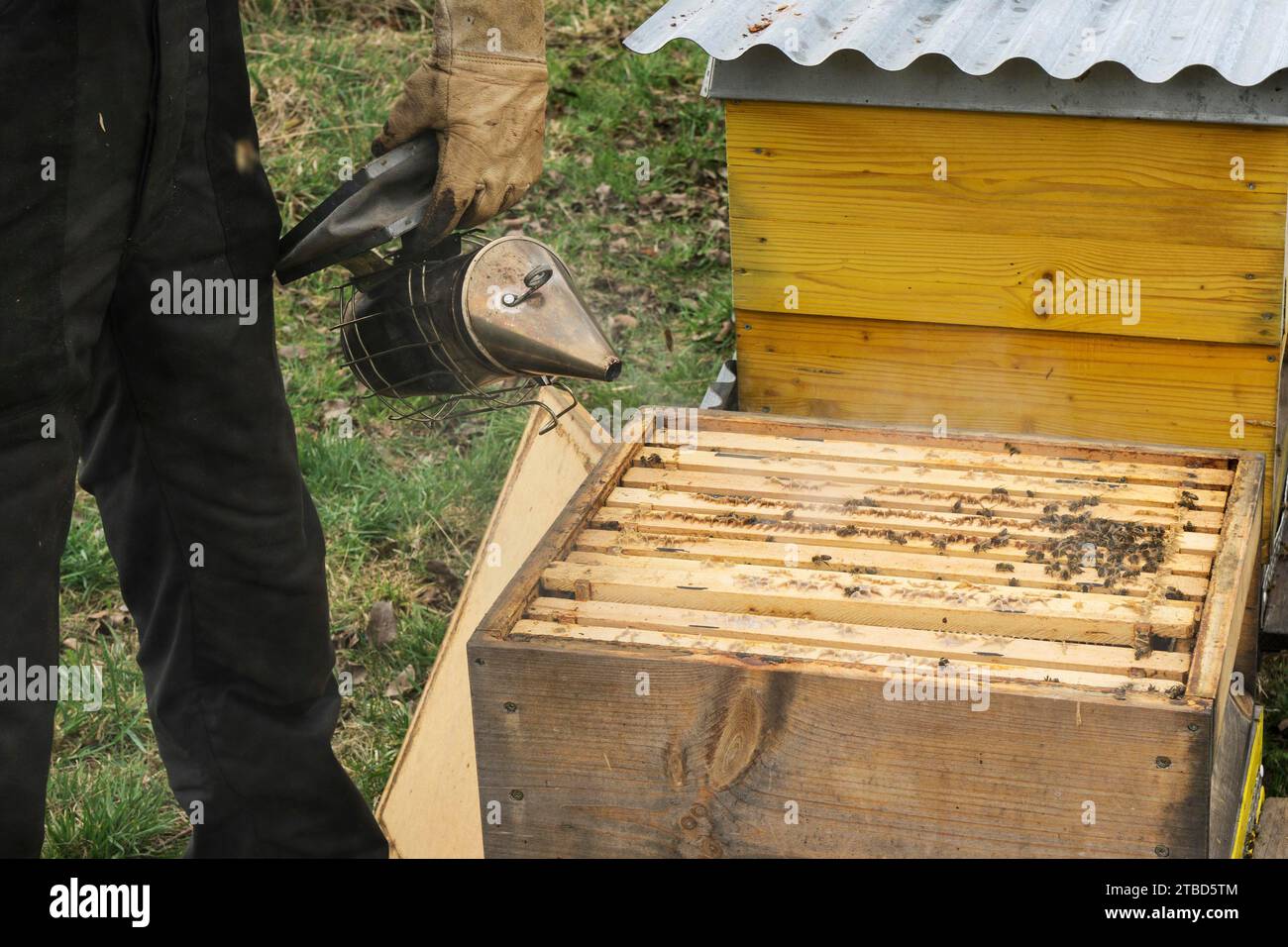 Beekeeper pacifies honey bees (Apis) with smoker in beehive, Baden ...