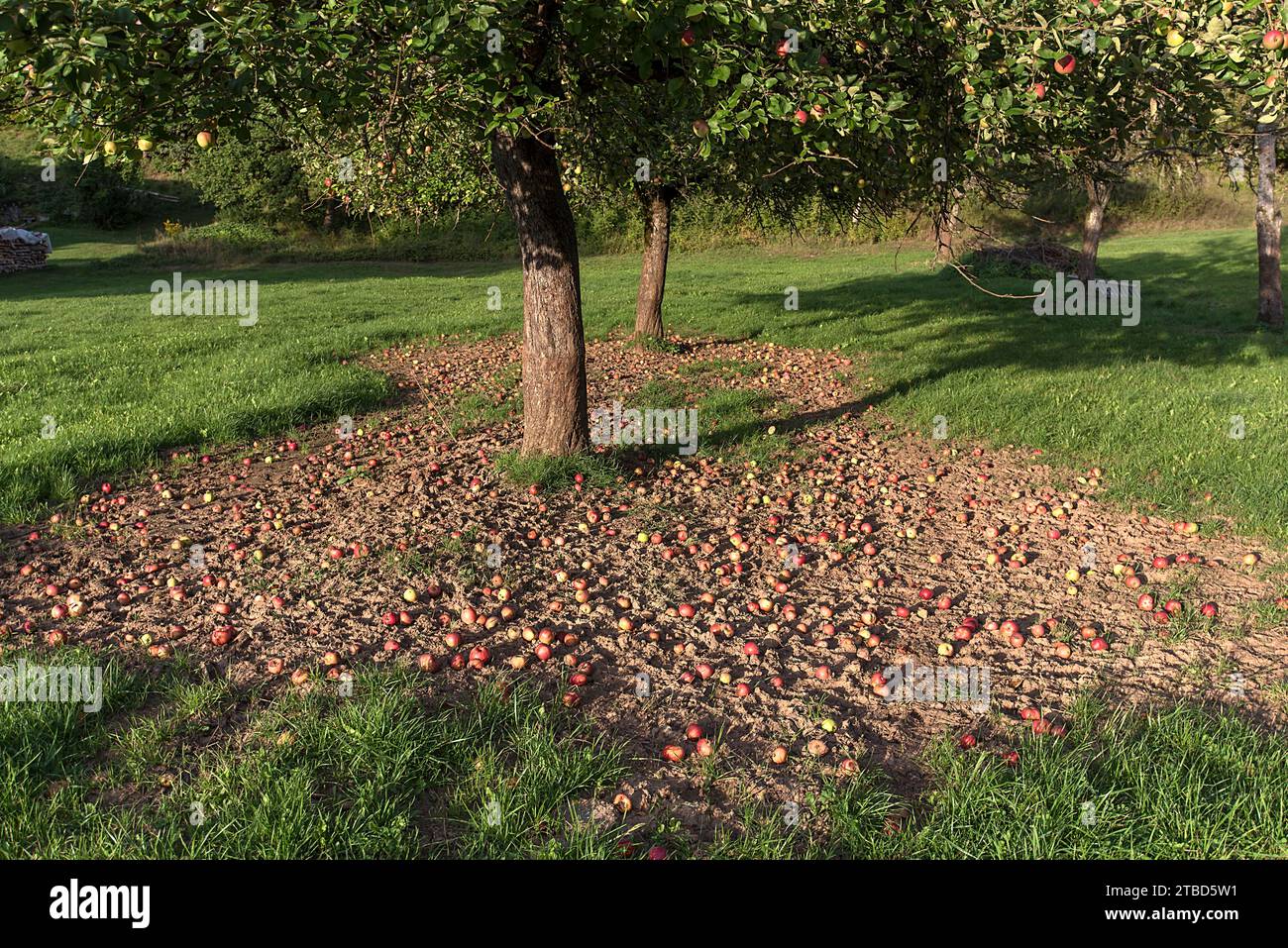 Fallen apples under an apple tree (Malus) in a meadow orchard, Bavaria ...
