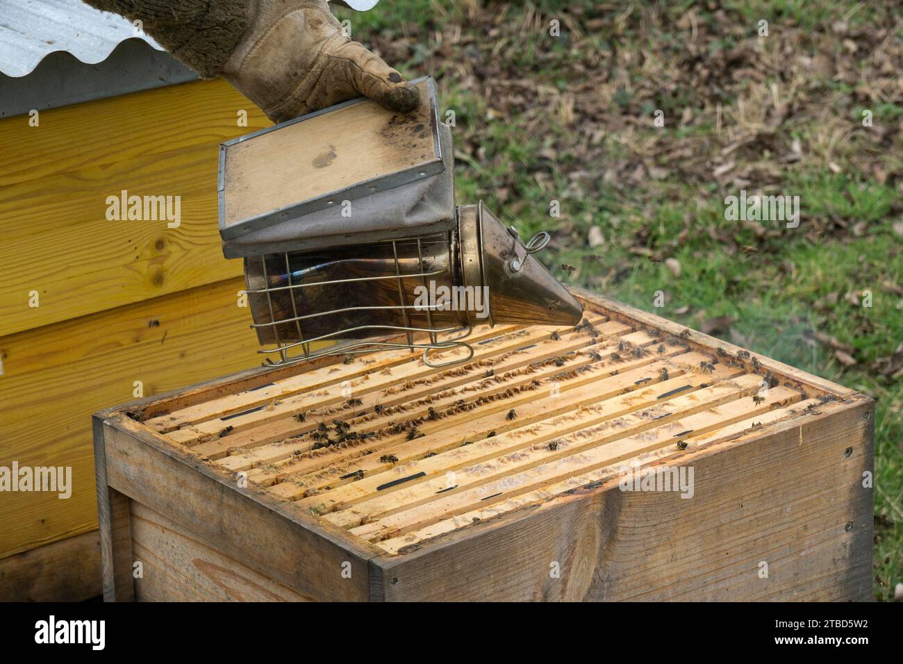 Beekeeper pacifies honey bees (Apis) with smoker in beehive, Baden ...