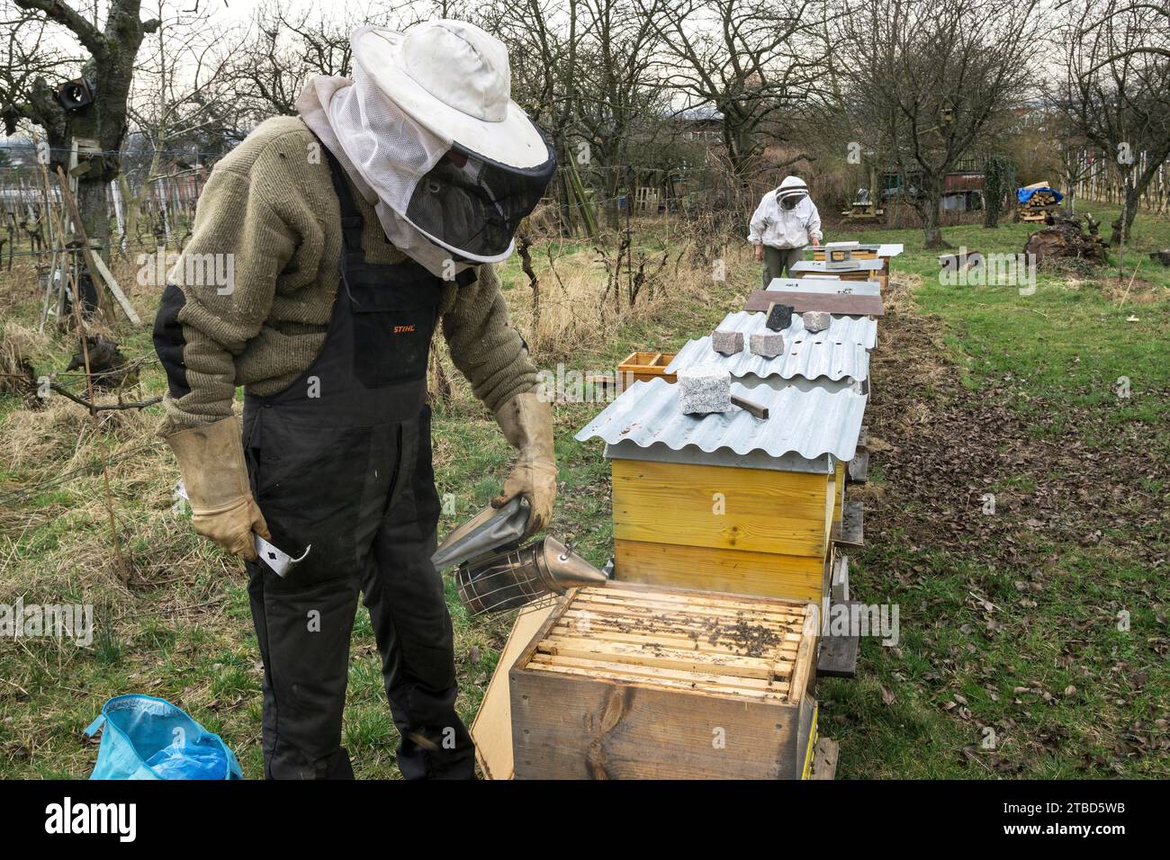 Beehives, beekeeper pacifies honey bees (Apis) with smoker in beehive ...