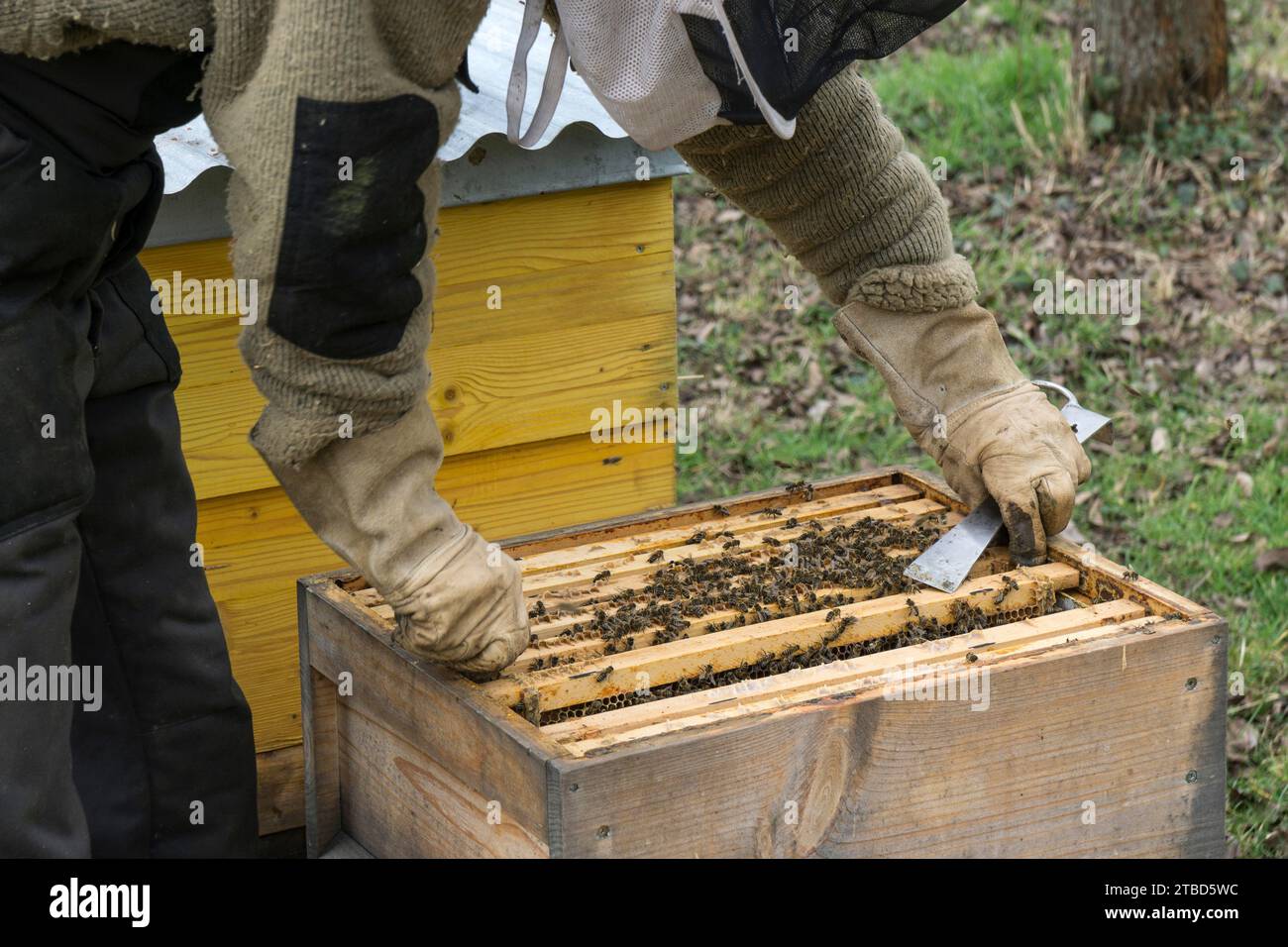 Honey bees (Apis), beekeeper removing frame with bees from hive, Baden ...