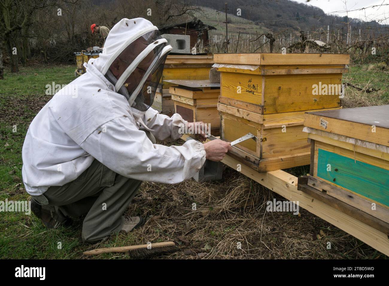 Beekeeper at work on the beehives with honey bees (Apis), Baden ...