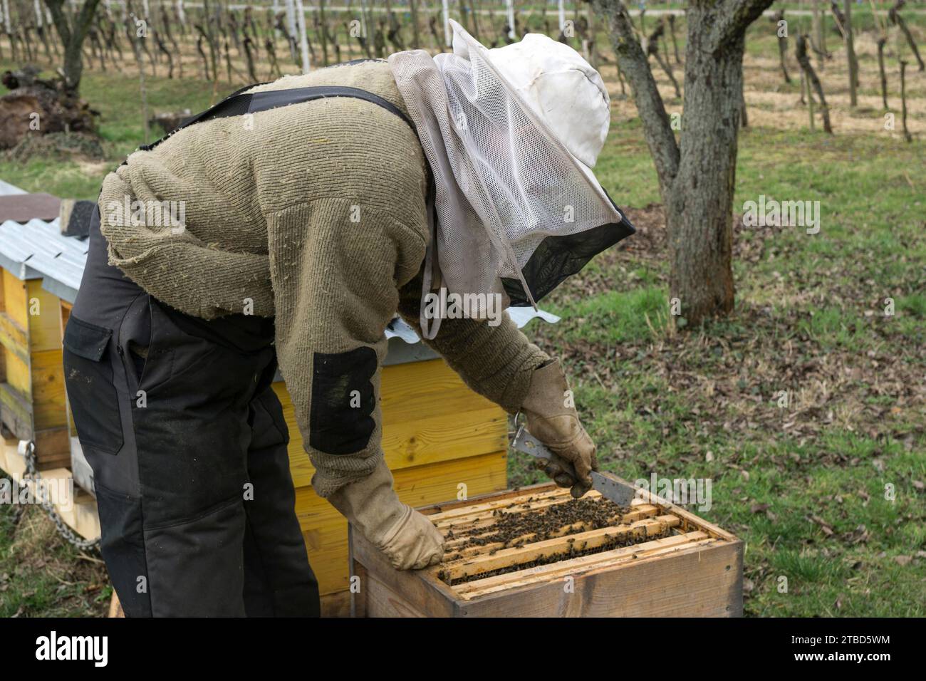 Honey bees (Apis), beekeeper removing frame with bees from hive, Baden ...