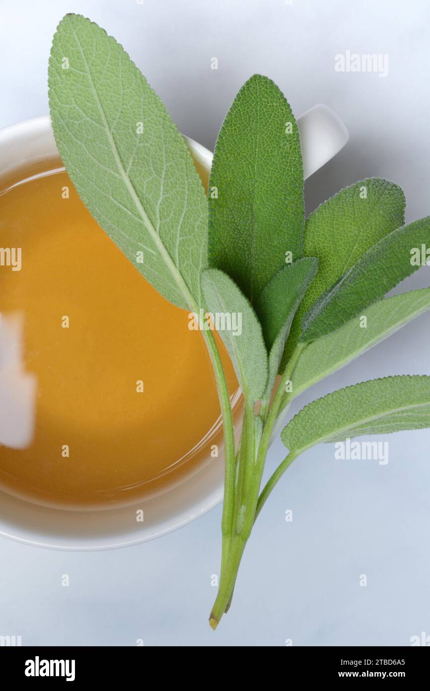 Sage plant tea preparation hi-res stock photography and images - Alamy