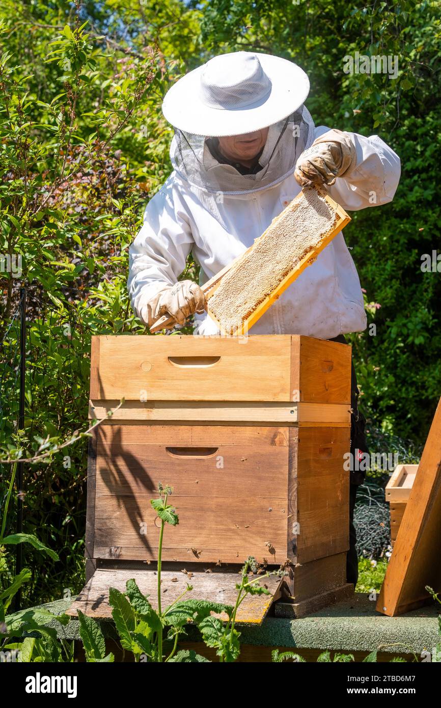 Beekeeper with bees, Black Forest, Gechingen, Germany Stock Photo - Alamy