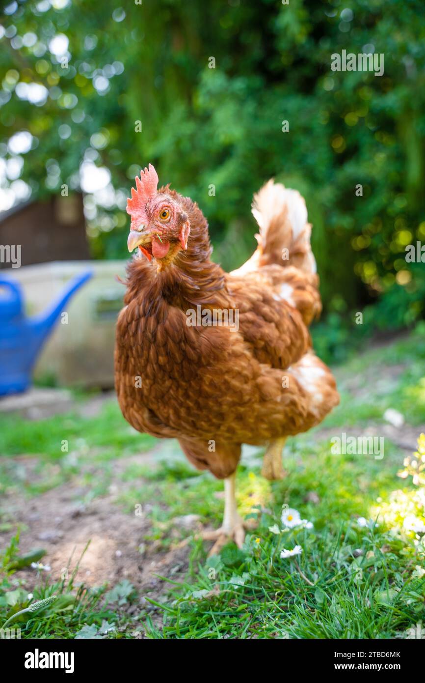 German chicken breed hi-res stock photography and images - Alamy