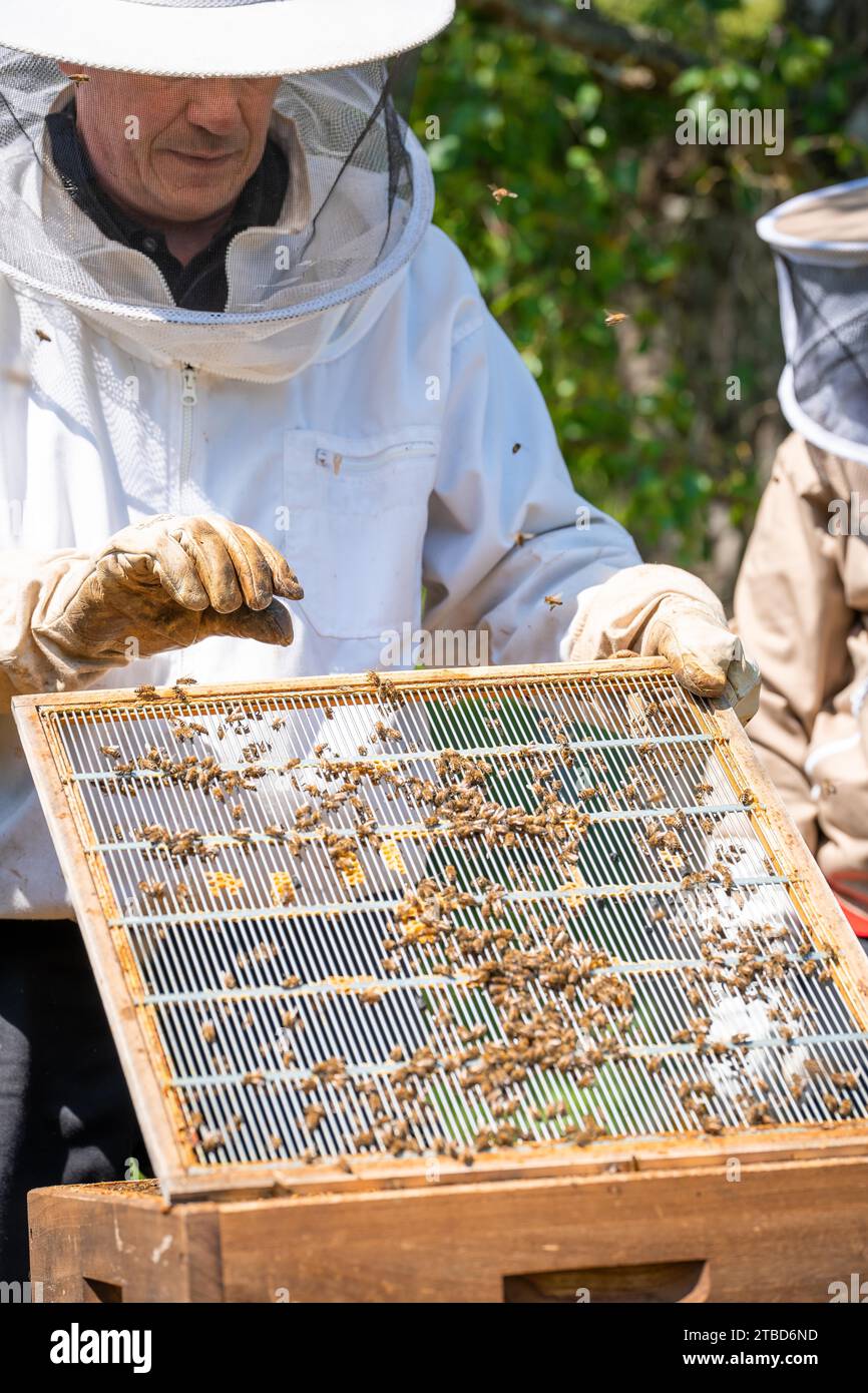 Beekeeper with honeycomb, Black Forest, Gechingen, Germany Stock Photo ...