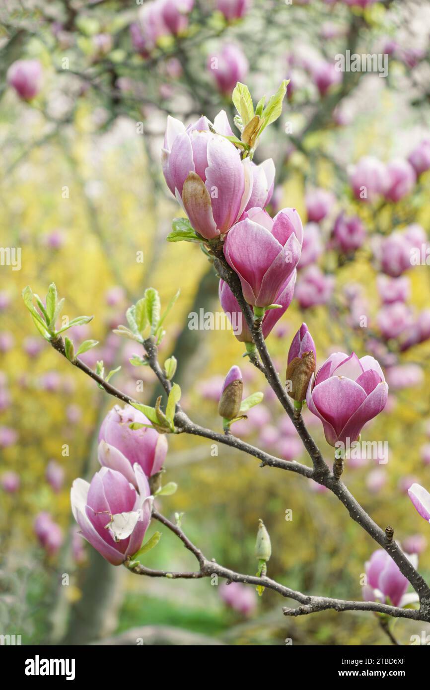 Magnolia tree branch blossom in springtime garden. Blooming pink ...
