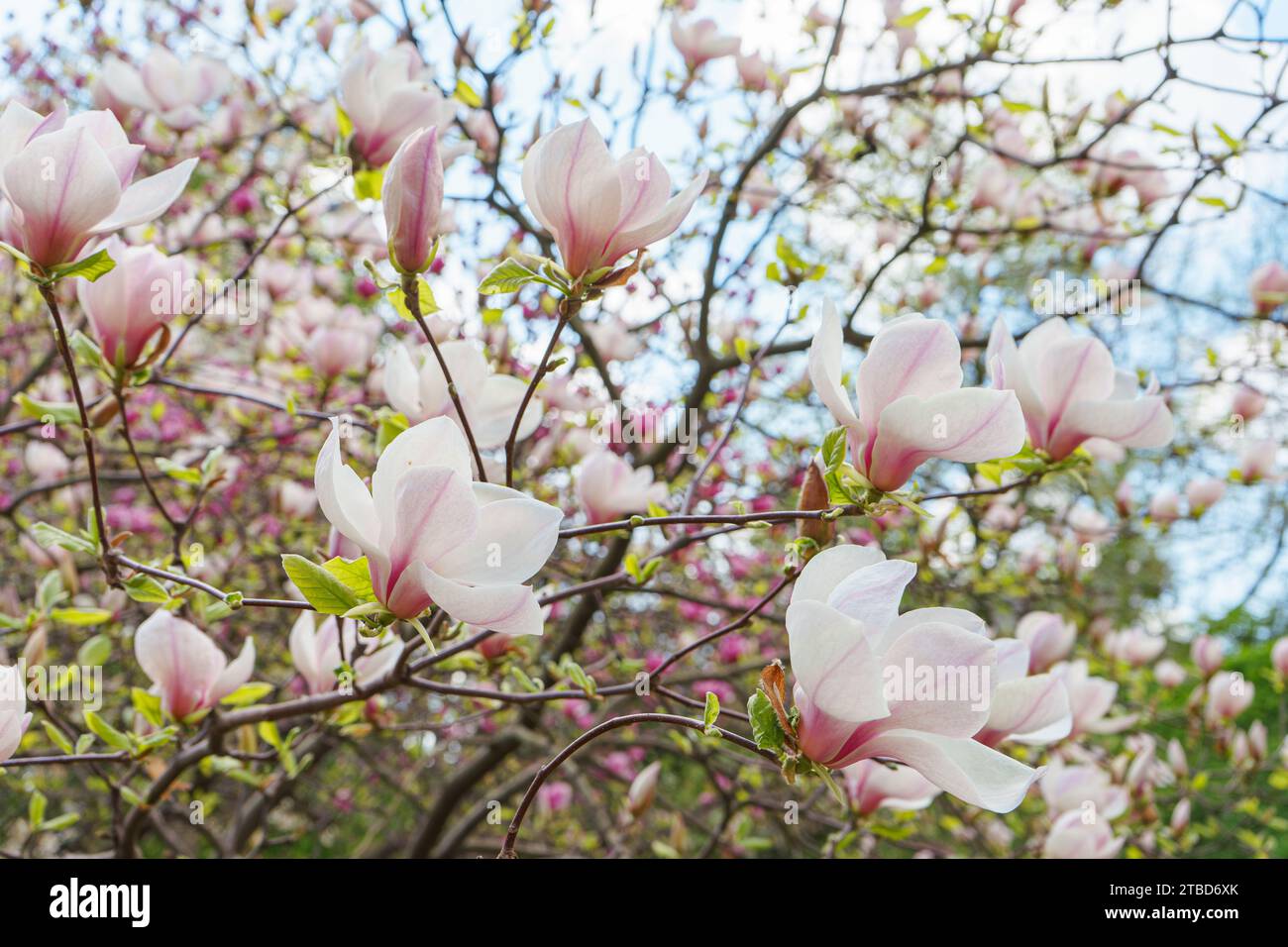 Magnolia tree branch blossom in springtime garden. Blooming pink ...