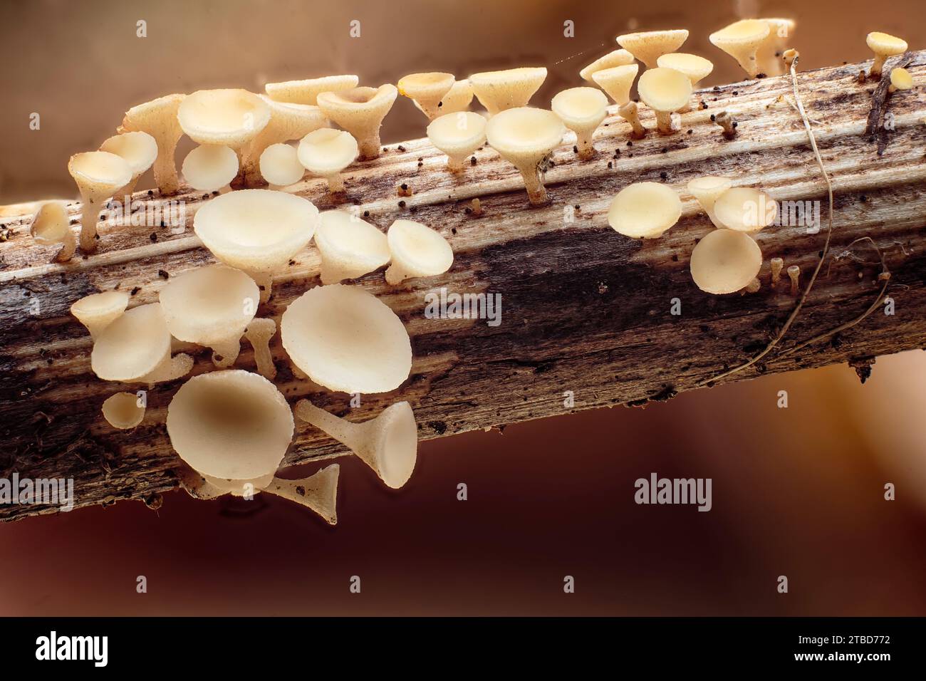 Micro landscape photography hi-res stock photography and images - Alamy