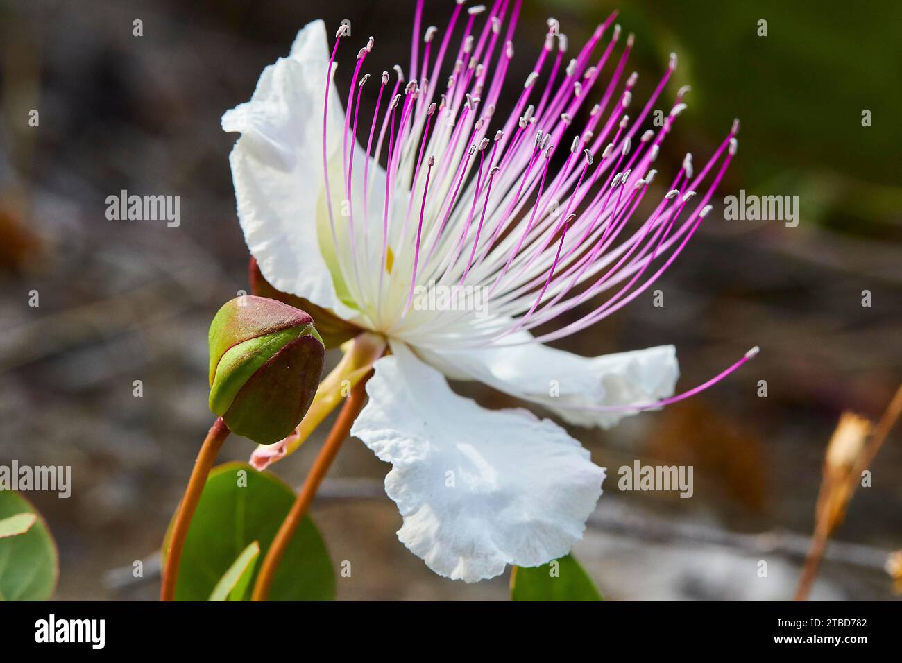 Macro, close-up, caper blossom, whole blossom, very close, Spiaggia di ...