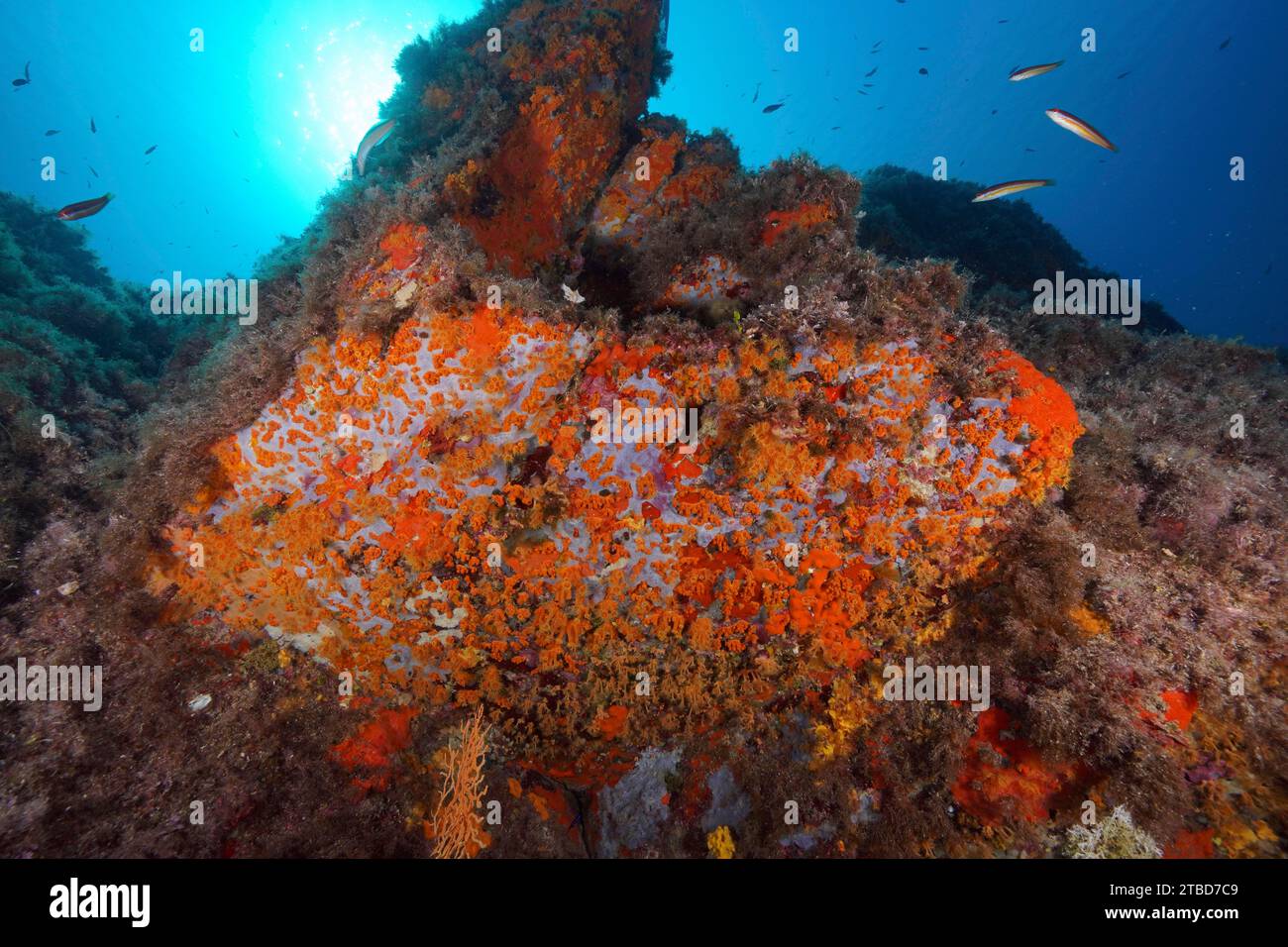 Yellow cluster anemone (Parazoanthus axinellae) and orange upholstery ...