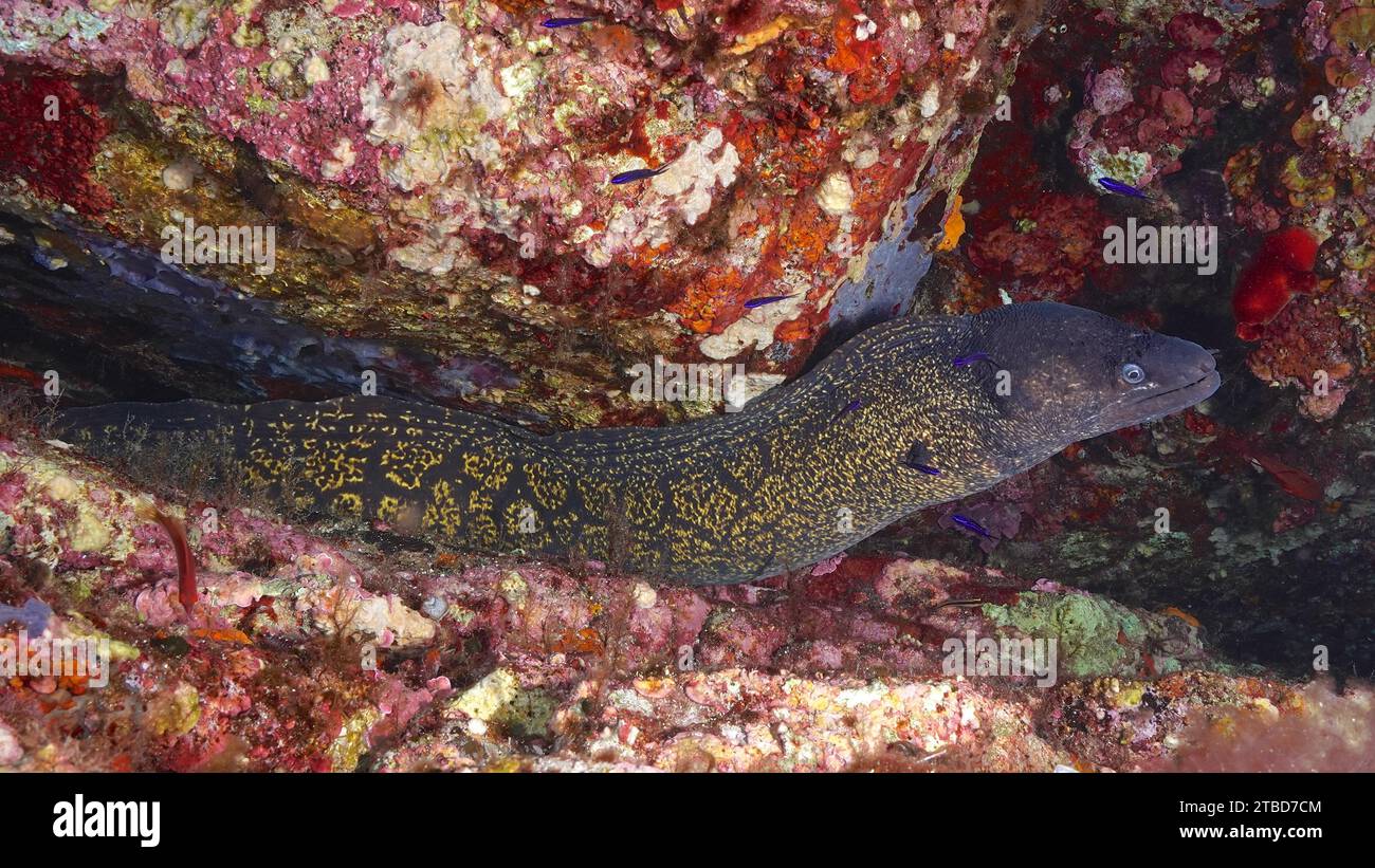 Mediterranean moray (Muraena helena) in the Mediterranean Sea near ...