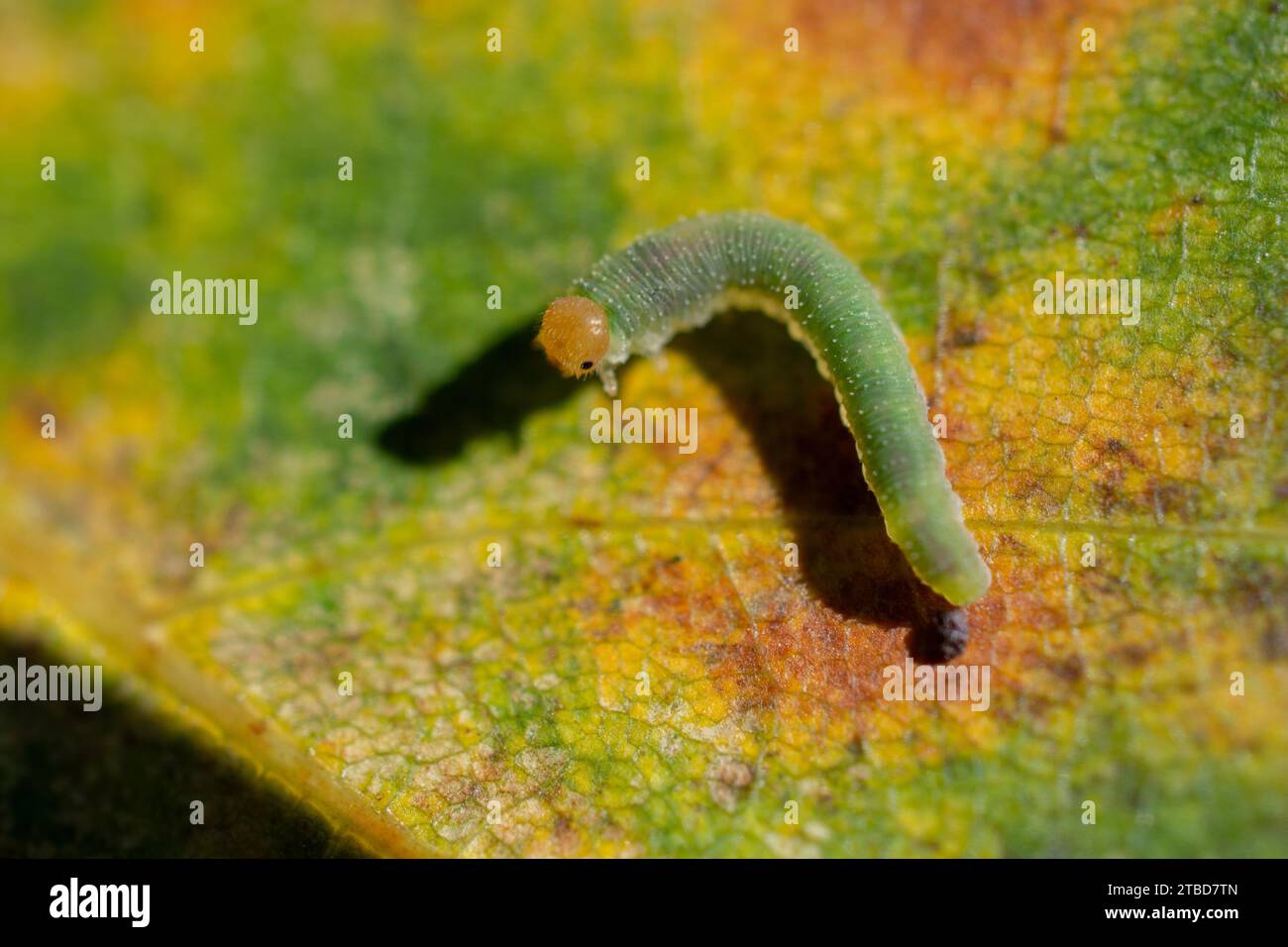 Green worm caterpillars animals isolate on tree leaf background Stock ...