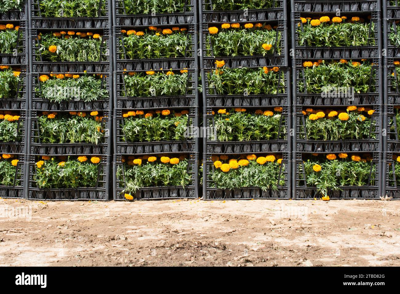 Load of Yellow color Marigold flowers in black cases Stock Photo - Alamy