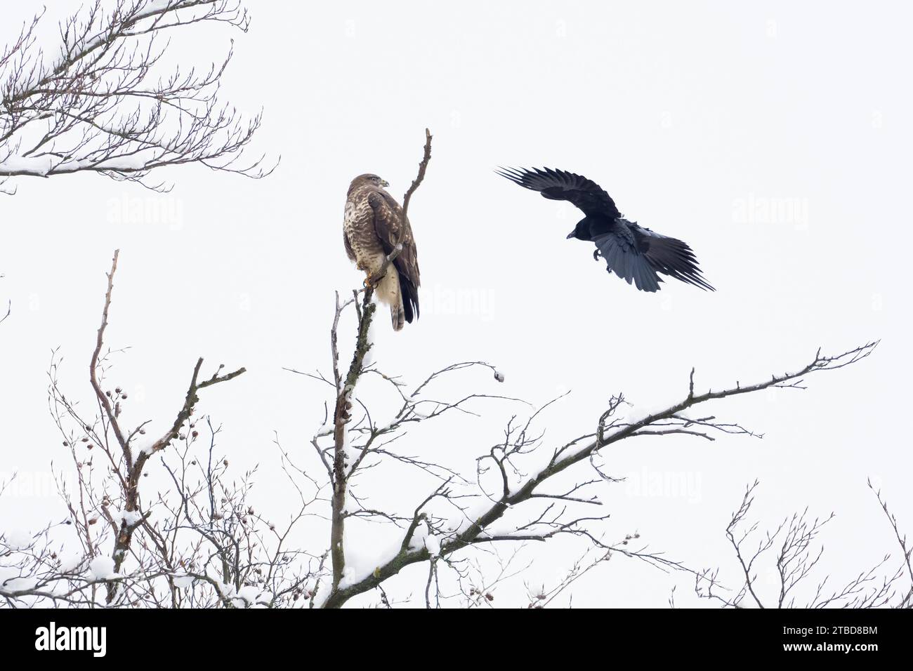 Crow attack hi-res stock photography and images - Alamy