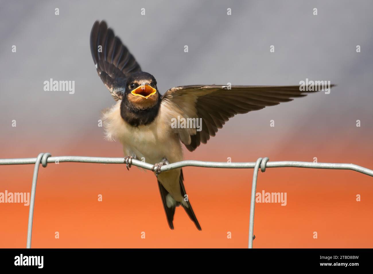 Young barn swallow (Hirundo rustica), sitting on fence, begging for ...