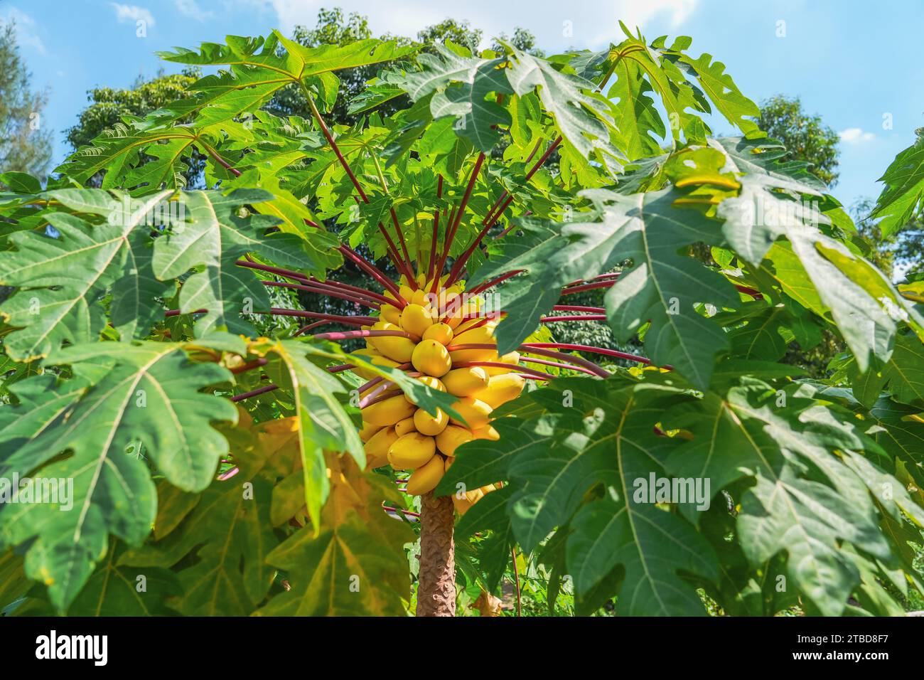 Big ripening yellow papaya fruits papayas on the tree with big green ...