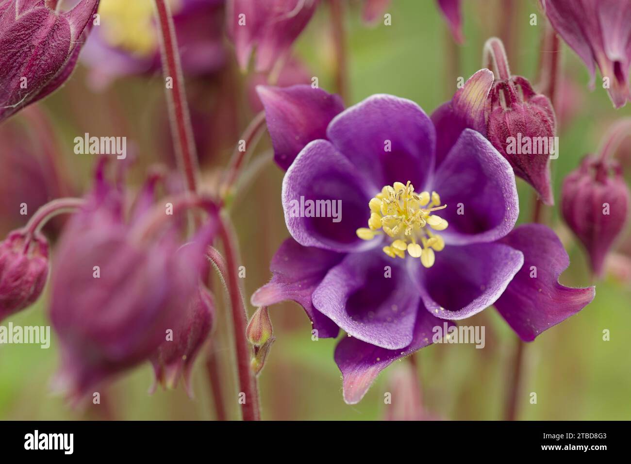 European columbine (Aquilegia vulgaris), Swabian-Franconian Forest ...