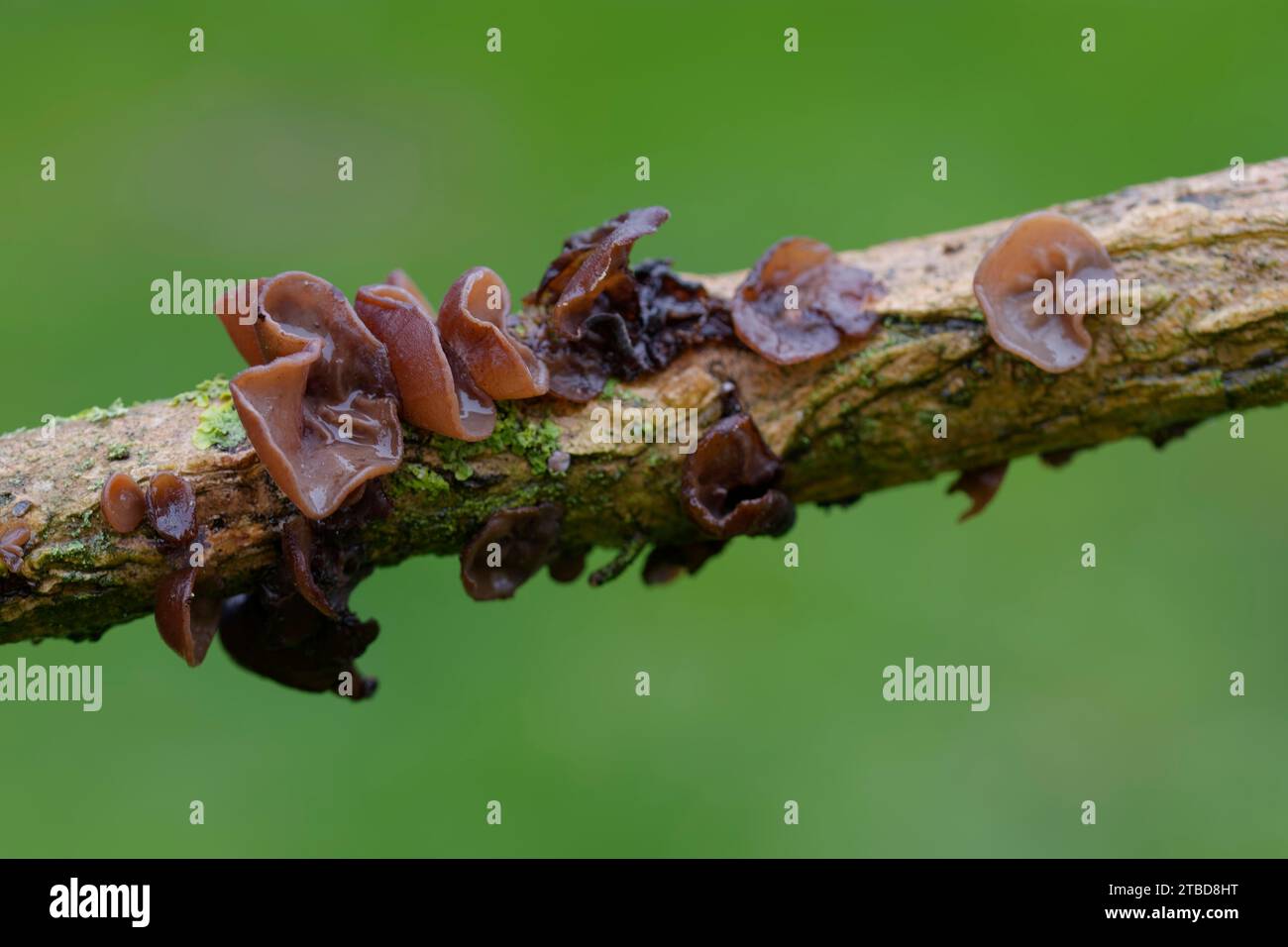 Judas ear (Auricularia auricula-judae), mushroom, Swabian-Franconian ...