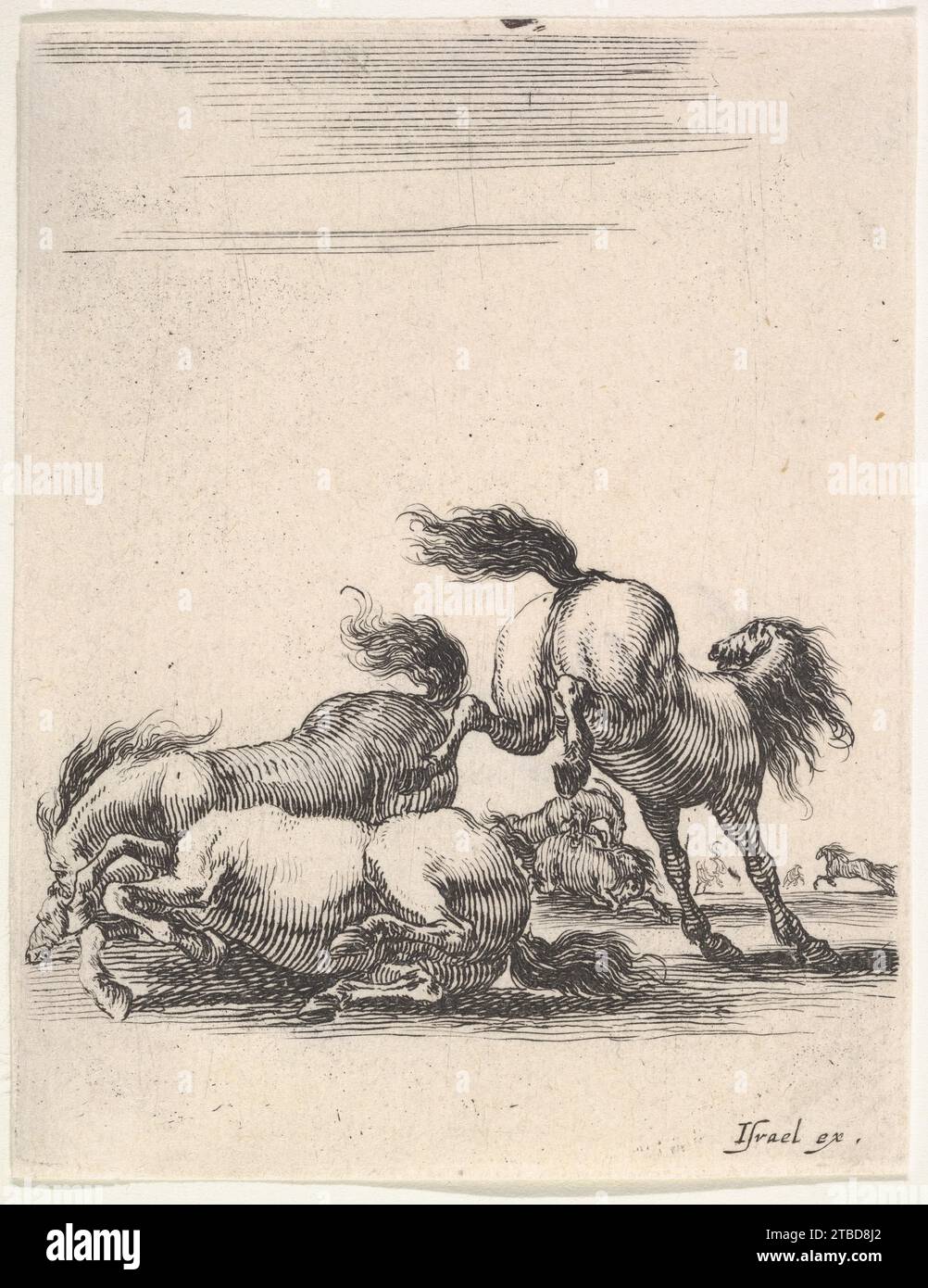 Several horses fighting, one horse to right kicking two horses on the ...