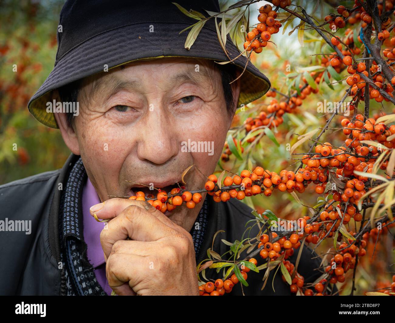 Fall time Sea Buckthorn, Mongolia, Selenge province Stock Photo - Alamy
